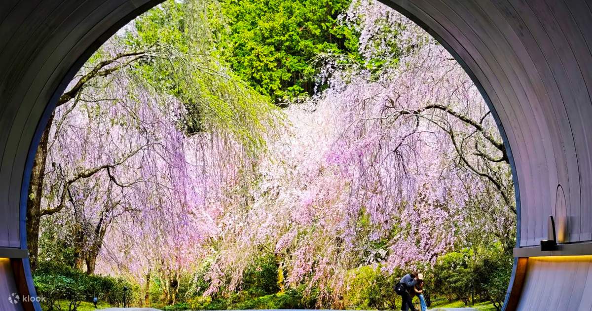 [Sakura Season Limited] Miho Museum × Mii-dera Temple Night Cherry ...